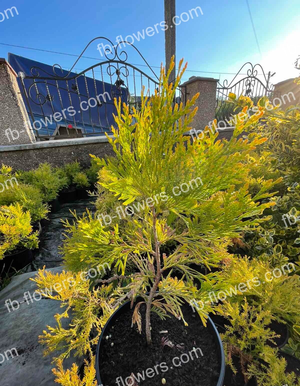 ТУЯ ГОЛДЕН СМАРАГД (Golden Smaragd ) – Family Business Flowers